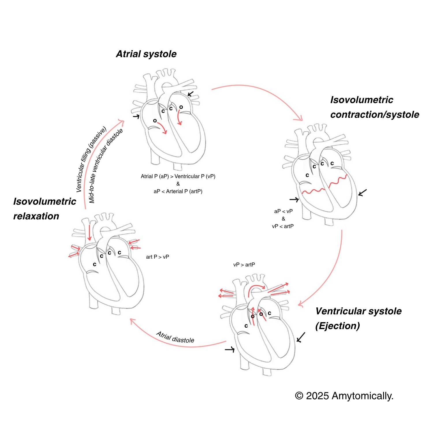 Cardiac Cycle – Amytomically