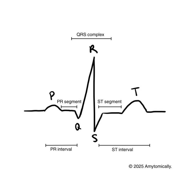 The EKG – Amytomically