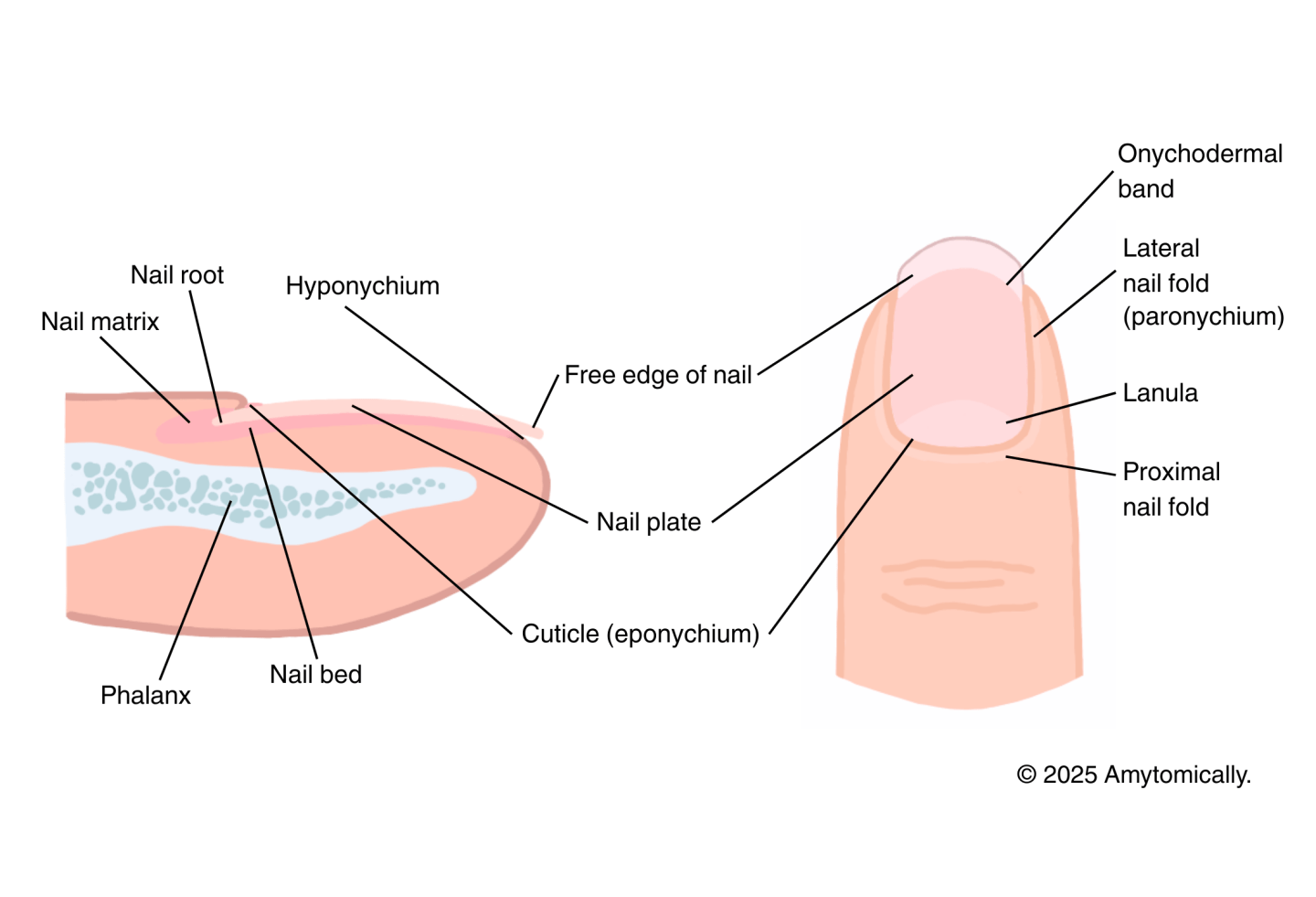 Nail Anatomy – Amytomically